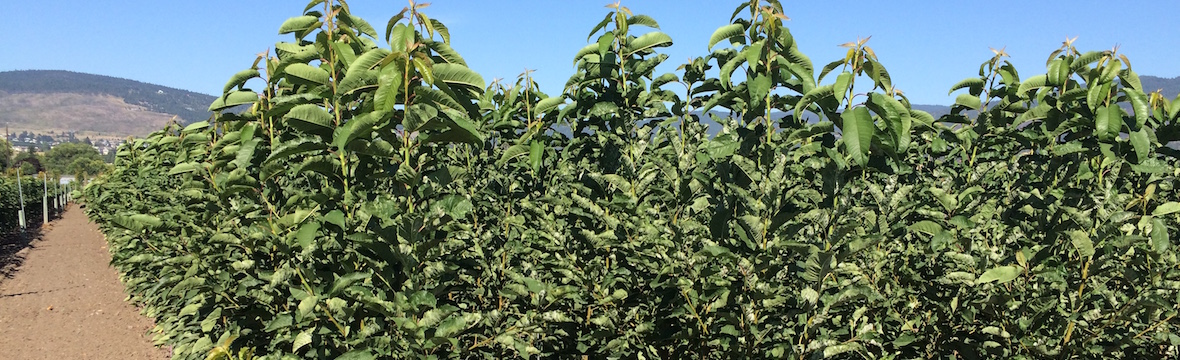 Managing Pest And Disease Orchard And Vineyard Consulting